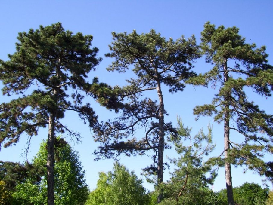 71 imagini cu Parcul Botanic, galerie foto in Timisoara