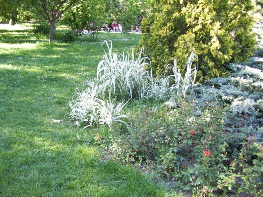 71 imagini cu Parcul Botanic, galerie foto in Timisoara