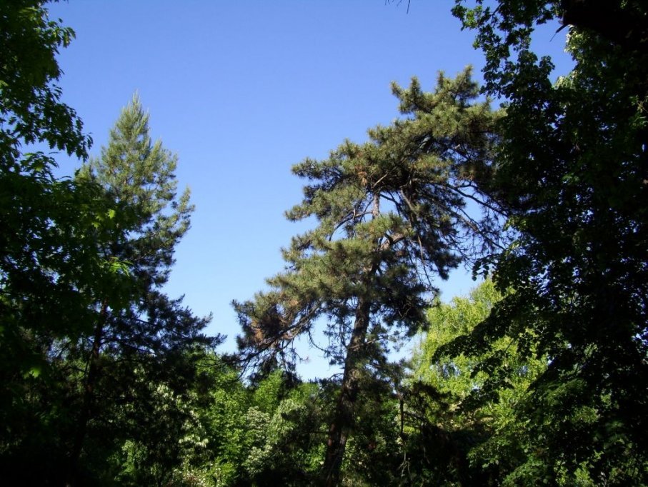 71 imagini cu Parcul Botanic, galerie foto in Timisoara
