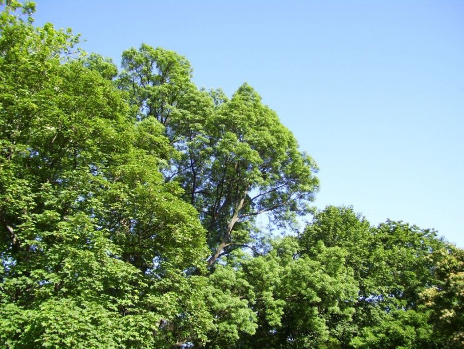 71 imagini cu Parcul Botanic, galerie foto in Timisoara