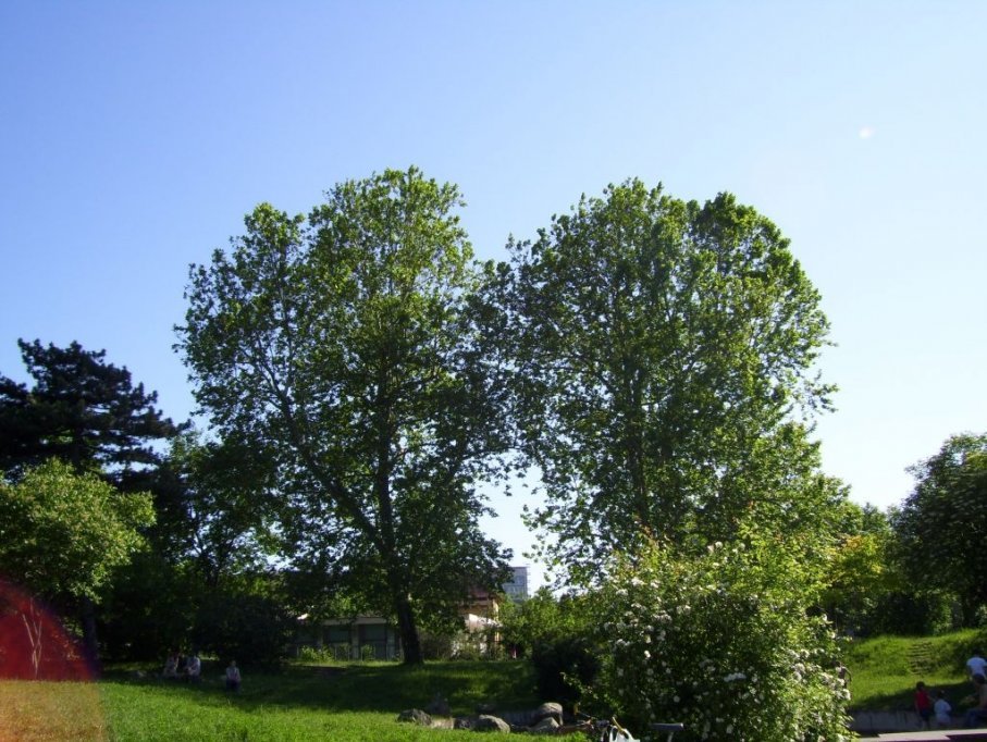 71 imagini cu Parcul Botanic, galerie foto in Timisoara