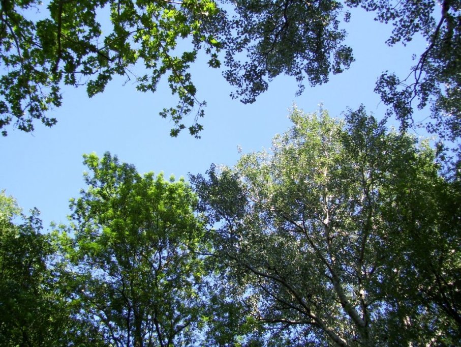 71 imagini cu Parcul Botanic, galerie foto in Timisoara
