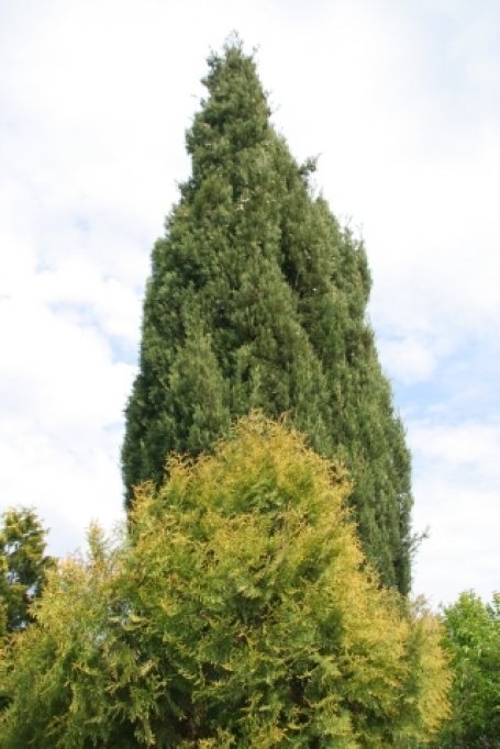 71 imagini cu Parcul Botanic, galerie foto in Timisoara