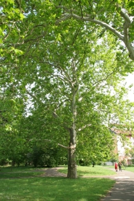 71 imagini cu Parcul Botanic, galerie foto in Timisoara