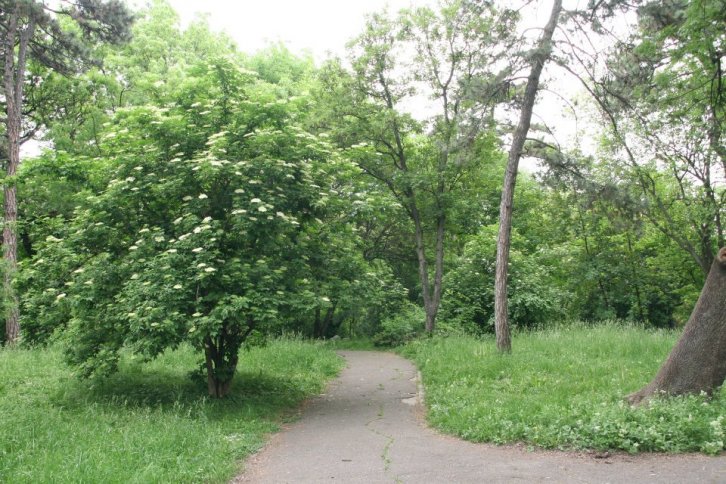 Parcul Botanic din Timisoara, galerie foto in Timisoara